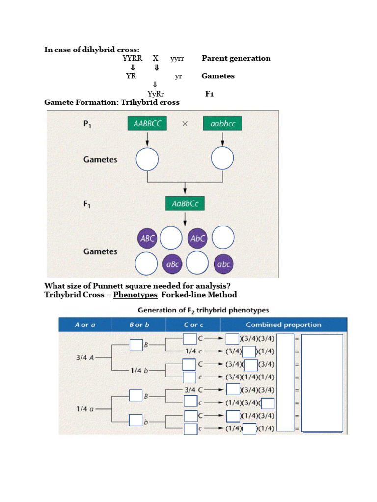Punnett Square and Probability Exercises | PDF
