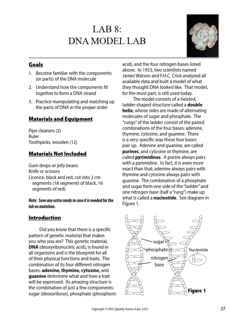 Kami Export - Lab 8 DNA Model Lab | PDF | Dna | Nucleotides