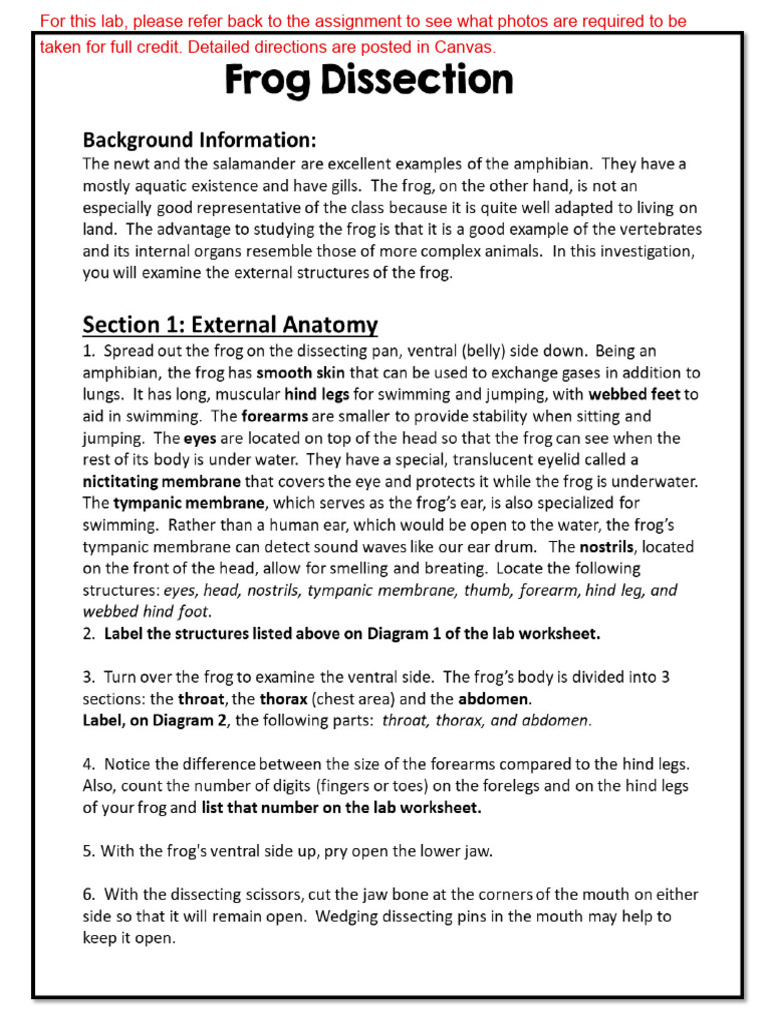 Frog Dissection-STUDENT | PDF