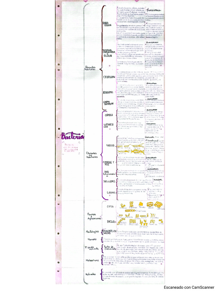 Bacterias Esquema | PDF