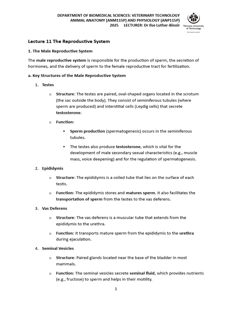 Lecture 11 The Reproductive System | PDF | Testicle | Menstrual Cycle