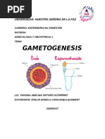 Esquema Proceso Gametogénesis Detallado | PDF | Mitosis | Sistema reproductivo
