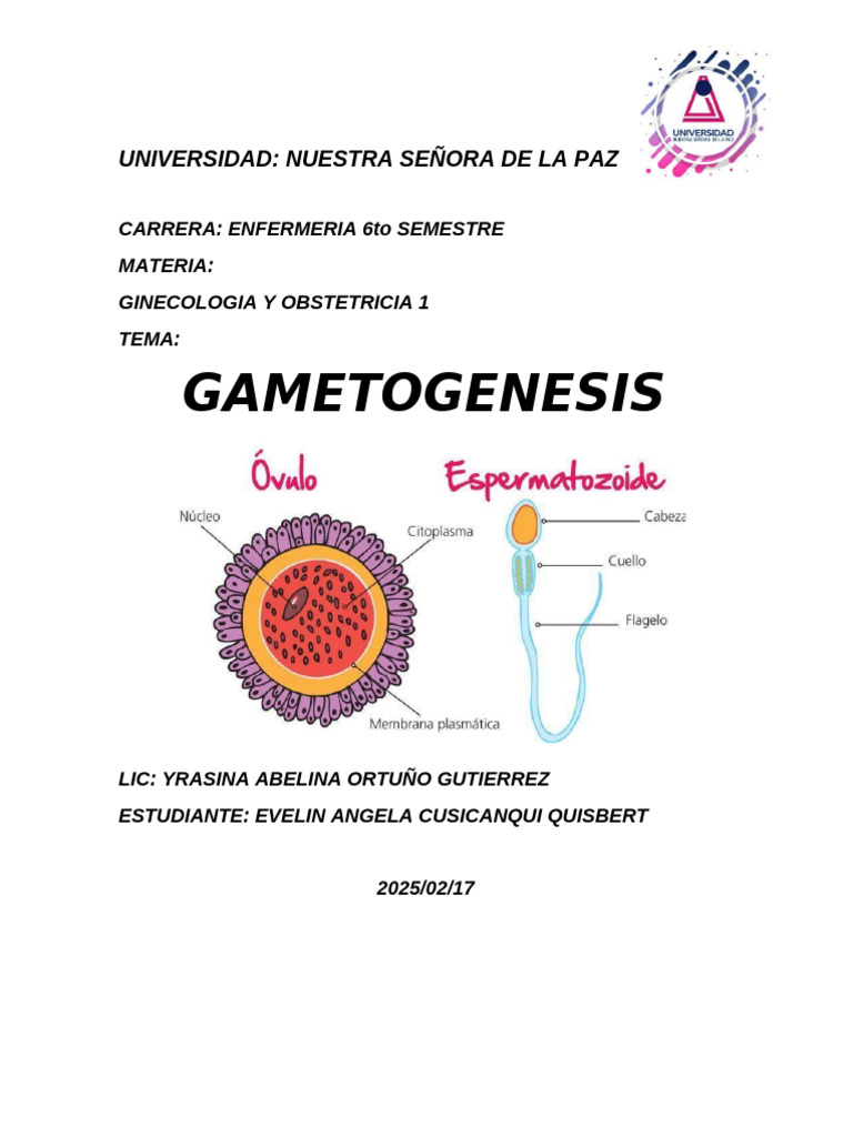 Gametogenesis | PDF | Hormona luteinizante | Mitosis