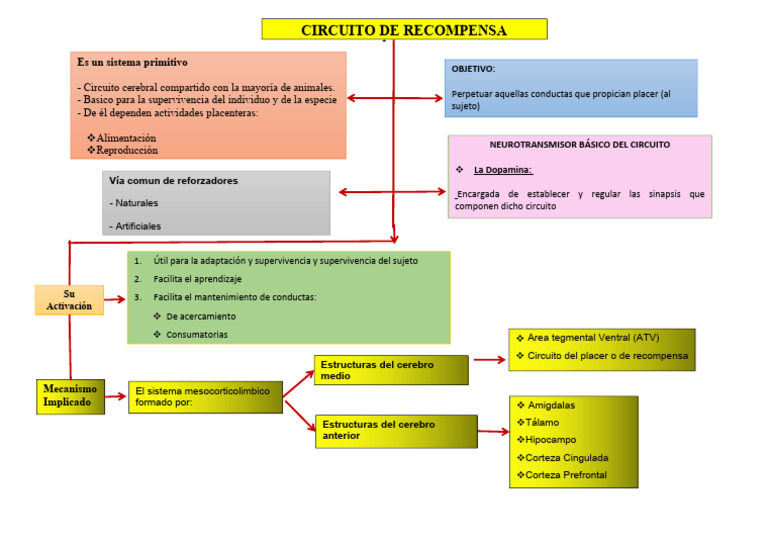 Circuito de Recompensa Cerebral | PDF | Cerebro | Dopamina