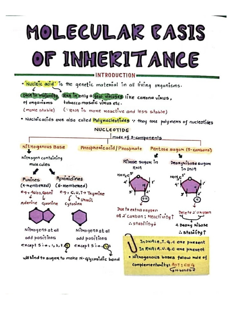 Molecular Basis of Inheritance Part - 1 | PDF