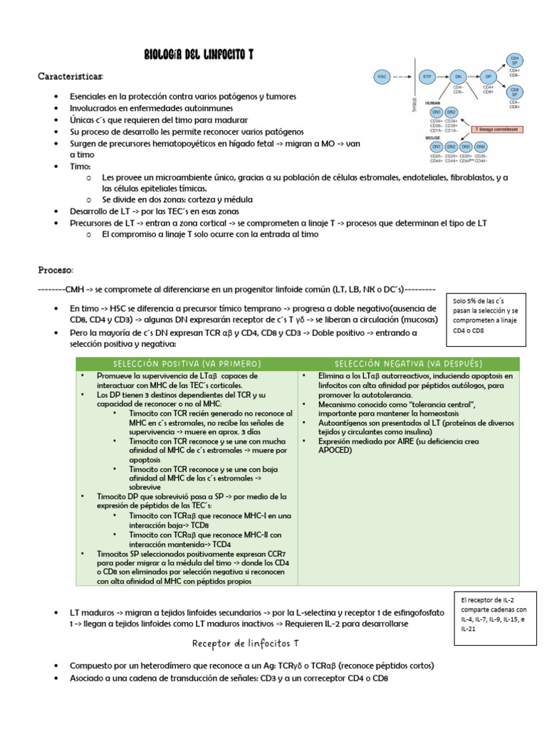 Biología Del Linfocito T | PDF | Citocina | Interleucina 4