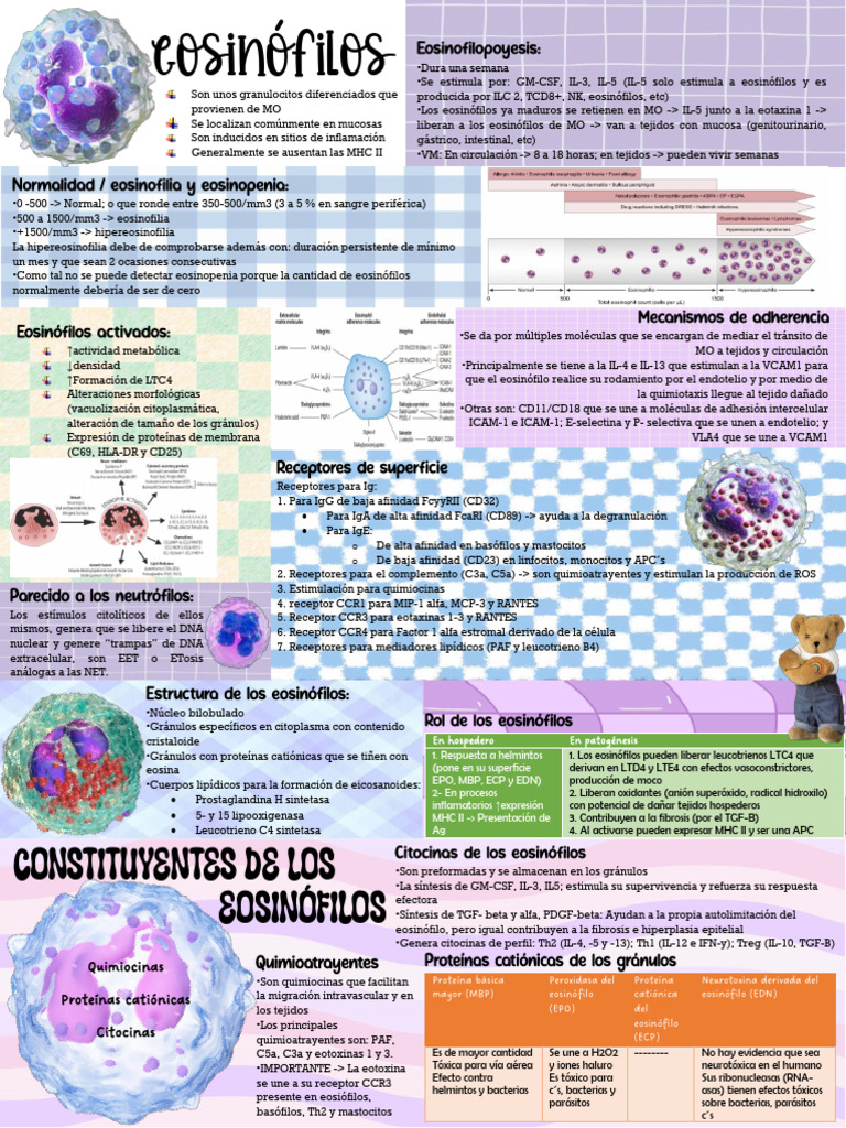 Eosinófilos | PDF | Anatomía | Inmunología