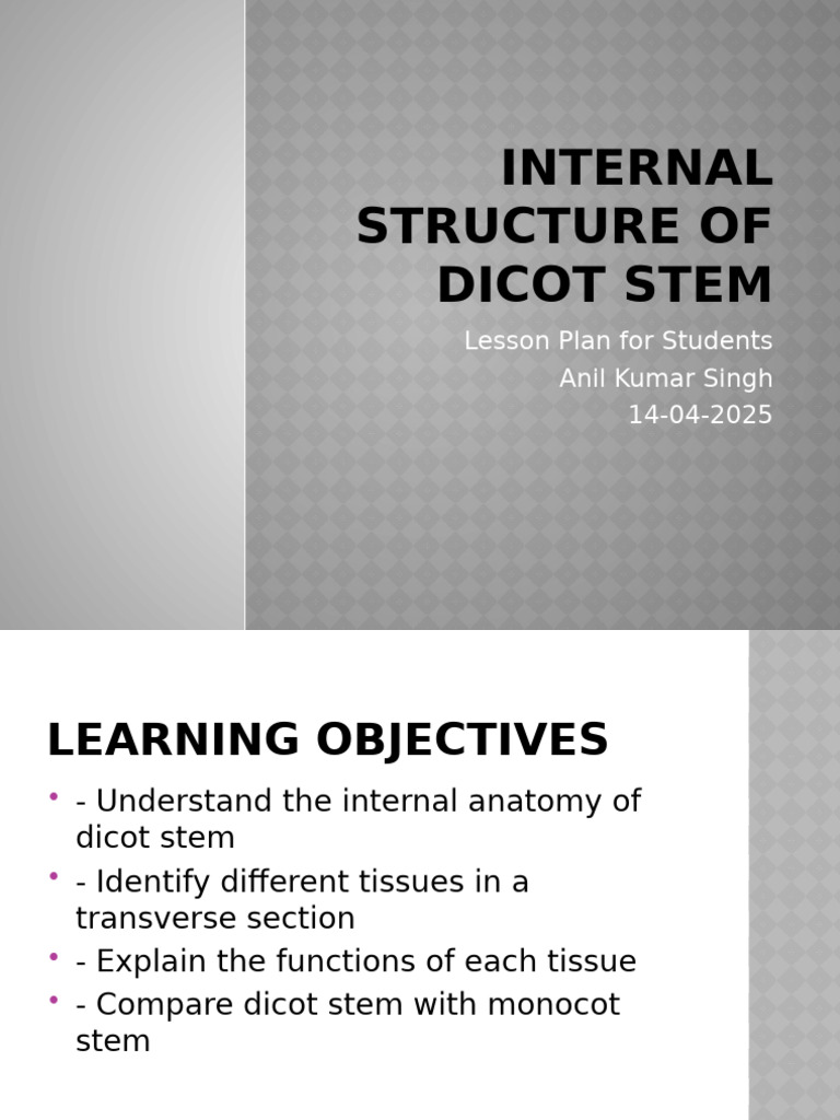 Internal Structure of Dicot Stem PPT | PDF