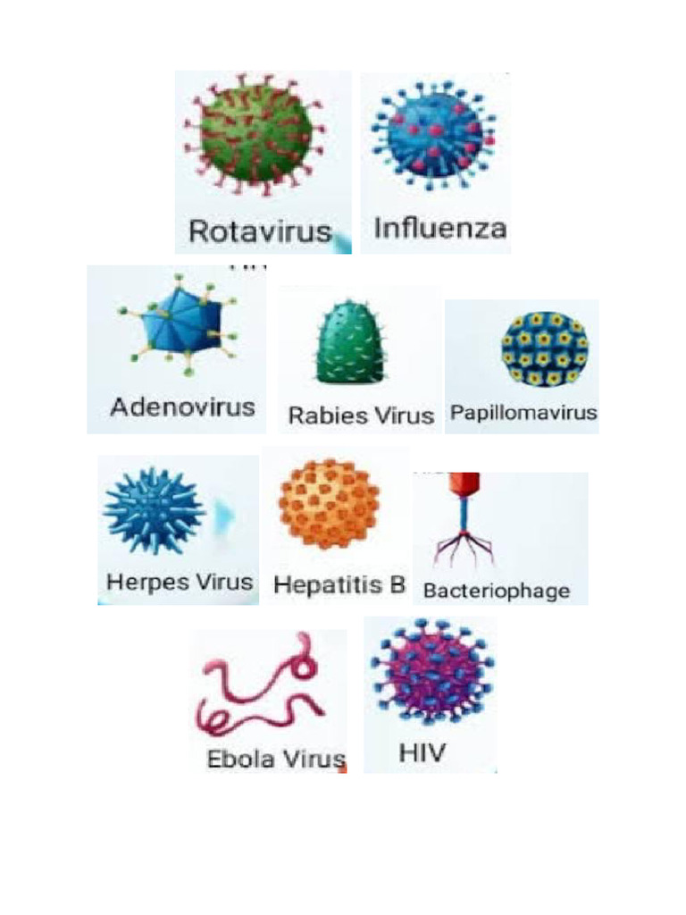 Viruss | PDF