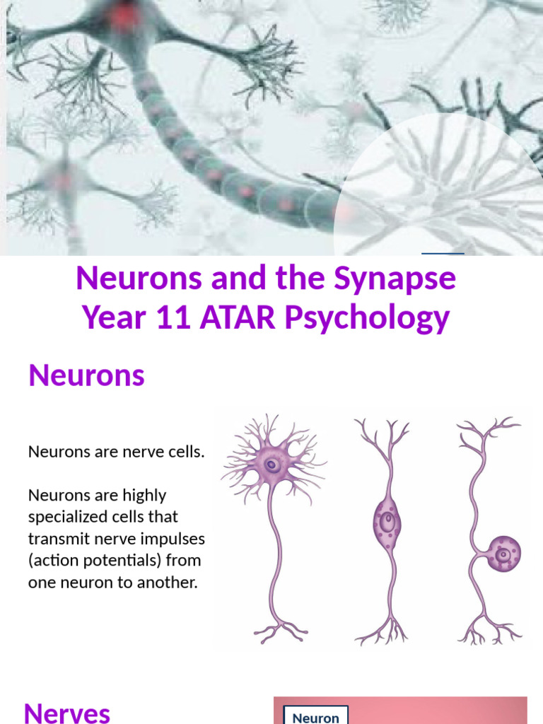 L2 Neurons.pptx - Read-Only | PDF | Synapse | Neuron