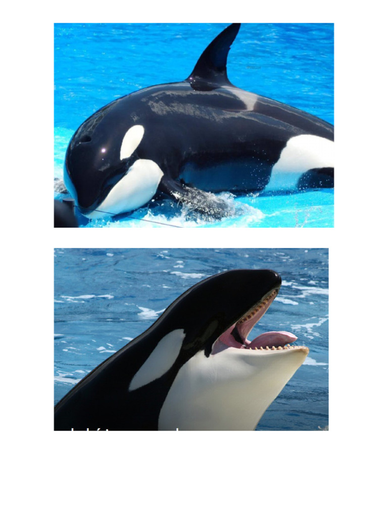 ORCA1 | PDF