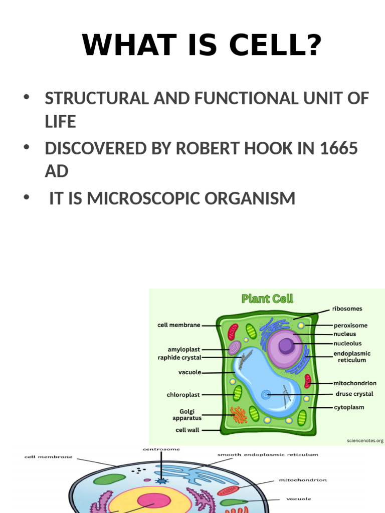 What Is Cell | PDF