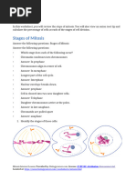 Mitosis Phases Drawing Guide | PDF