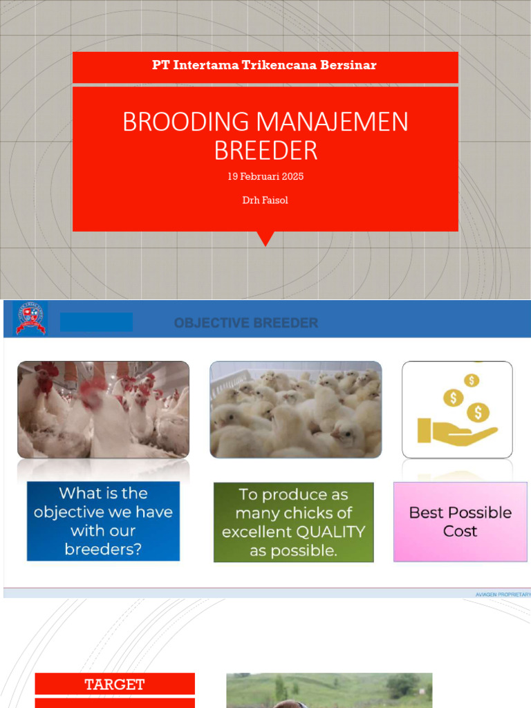 Materi - Brooding Management | PDF