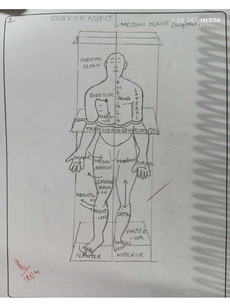 anatomy record first 20 diagrams_compressed | PDF