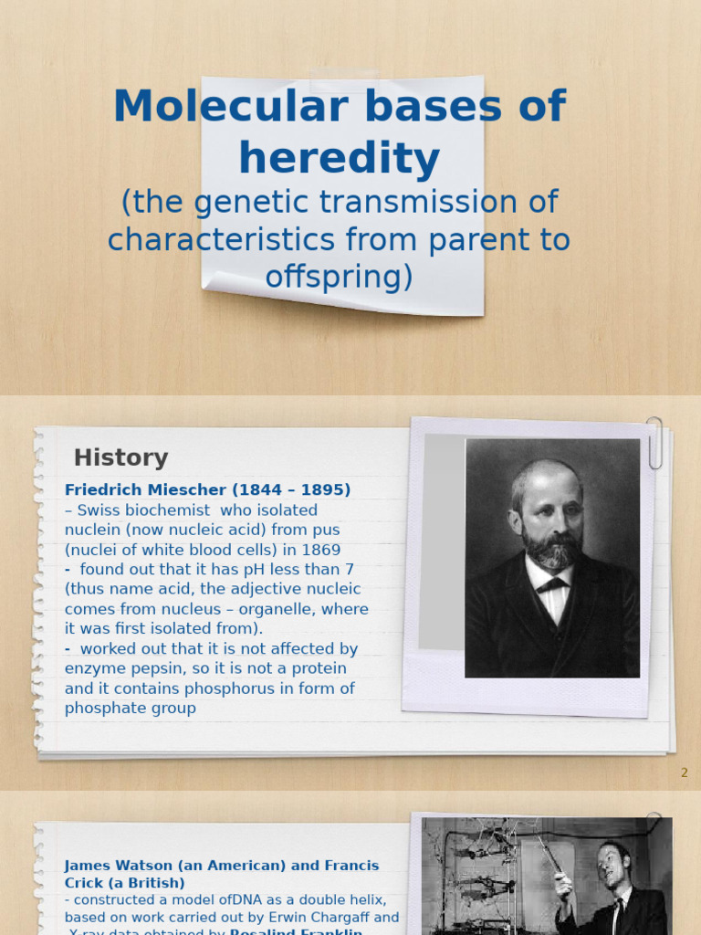 Molecular Bases of Heredity | PDF | Dna | Nucleic Acids