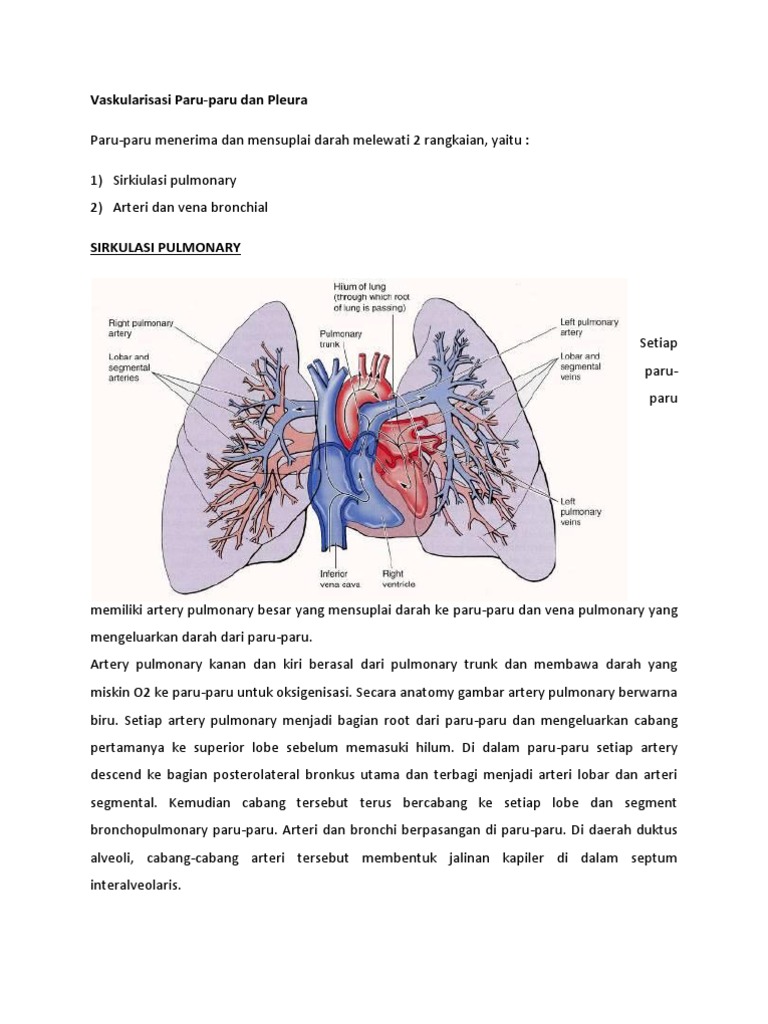 Vaskularisasi Paru | PDF