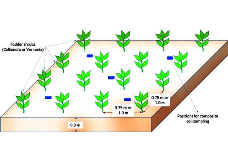 Fodder Drawing | PDF