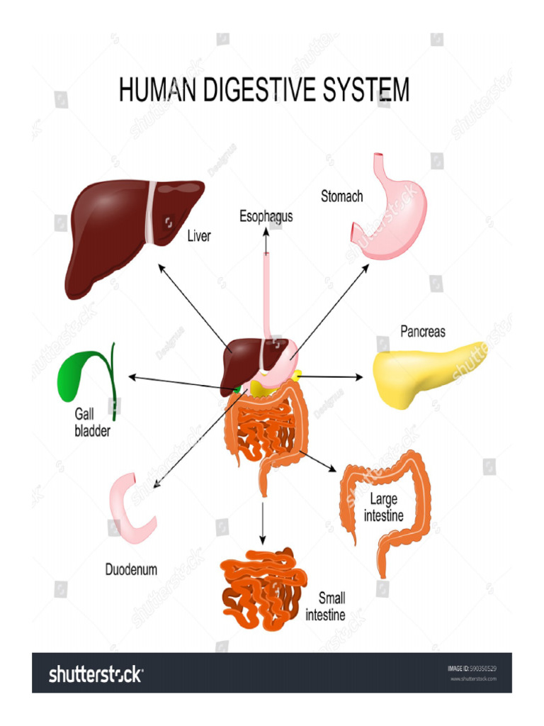 HUMAN DIGESTIVE SYSTEM | PDF
