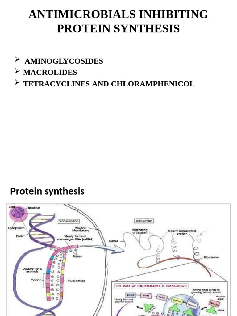Tetracyclie and Macrolide | PDF | Translation (Biology) | Ribosome