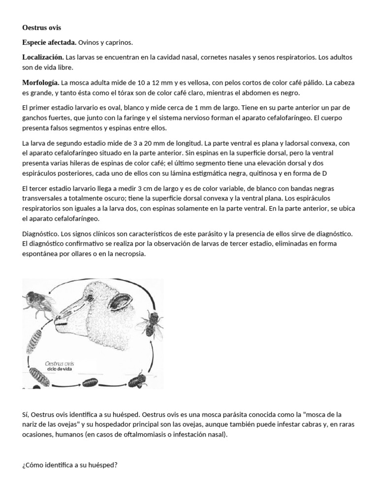 Oestrus ovis: Mosca parásita en ovinos | PDF | Zoología