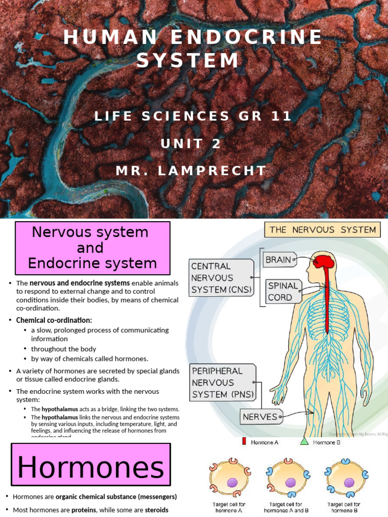 Intro To Human Endocrine System | PDF | Endocrine System | Hormone