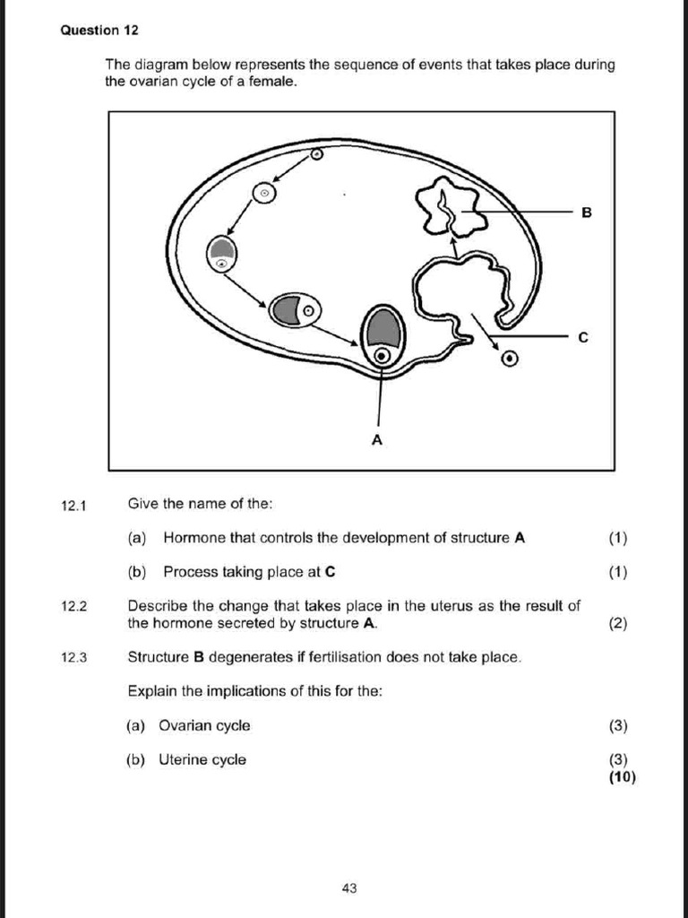 Human Reproduction Activities | PDF