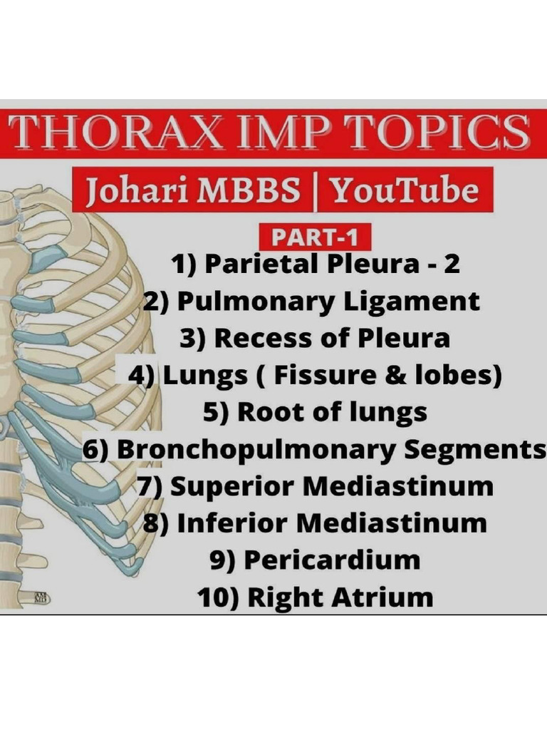 THORAX ANATOMY L Part 2 | PDF
