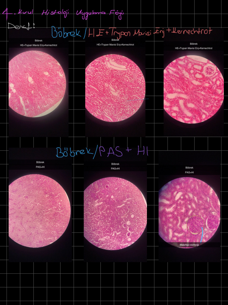 Histoloji Ve Embriyoloji Uygulama | PDF