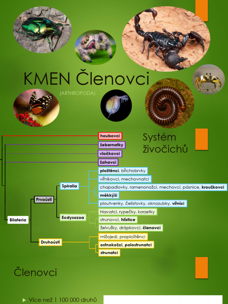 Členovci | PDF