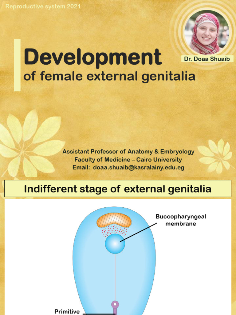 Development of Female External Genital Organs - Doaa 2021 | PDF