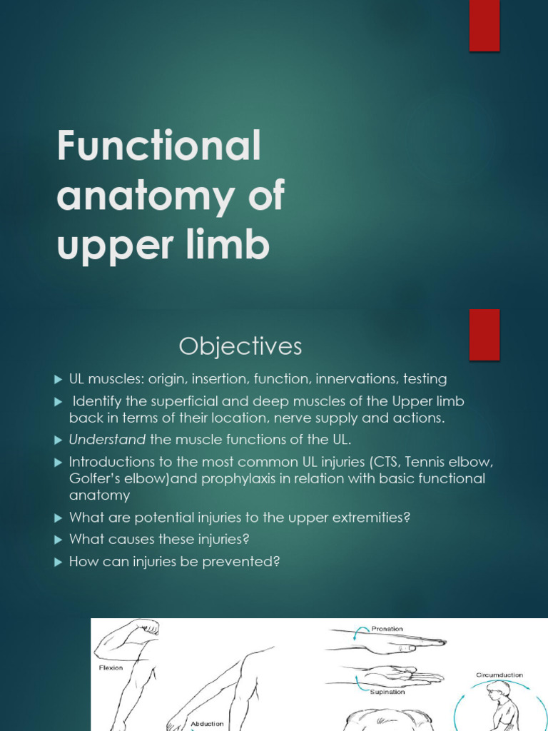 Upper Limb Functional Anatomy Guide | PDF | Thumb | Finger