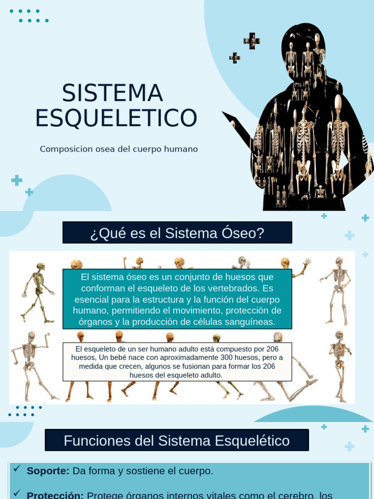 Sistema Oseo | PDF | Hueso | Esqueleto