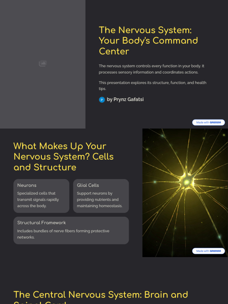 The Nervous System Your Bodys Command Center | PDF | Nervous System | Central Nervous System
