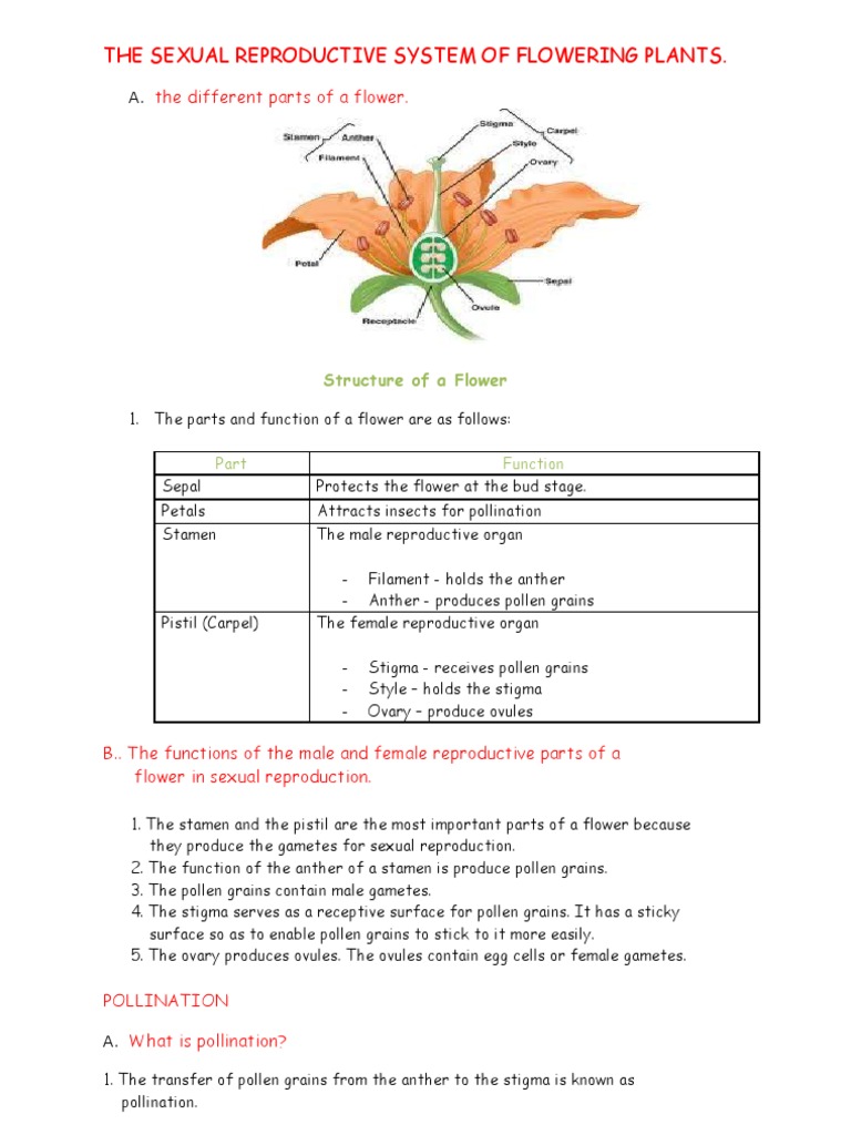 The Sexual Reproductive System of Flowering Plants | PDF | Pollination ...