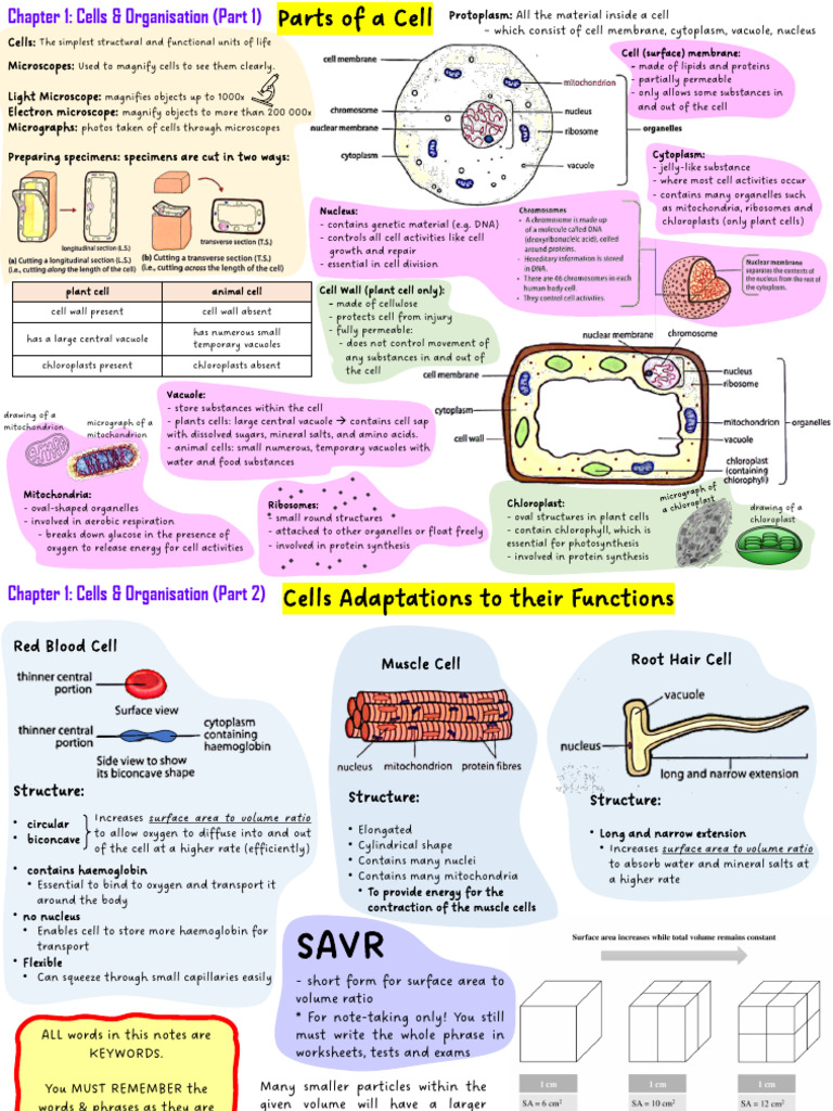 one page summary chapter 1 - cells | PDF | Cell (Biology) | Vacuole