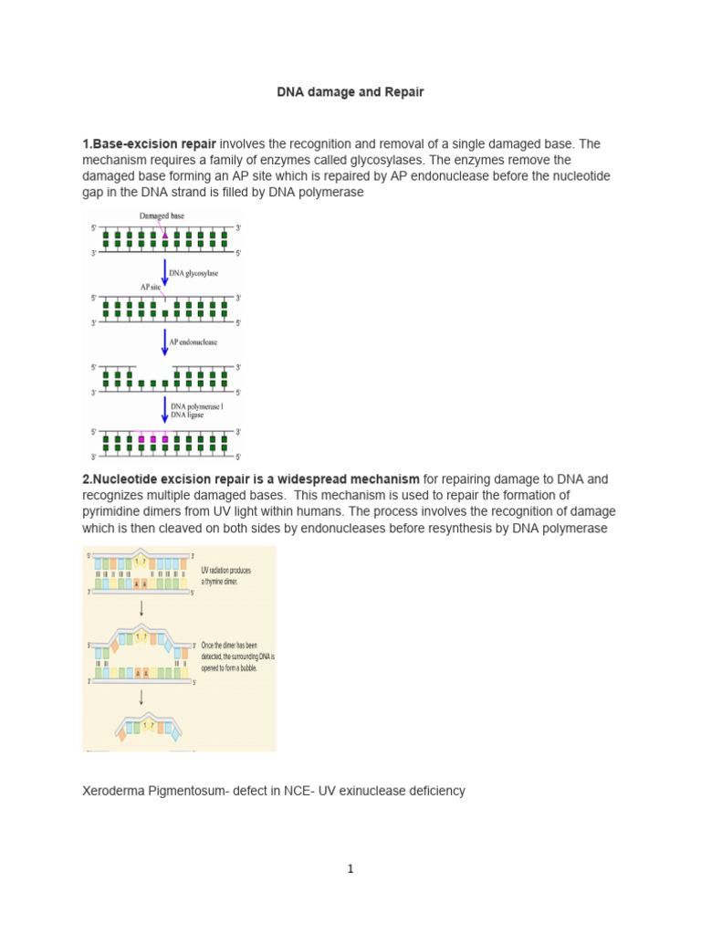 DNA - Damage and Repair | PDF