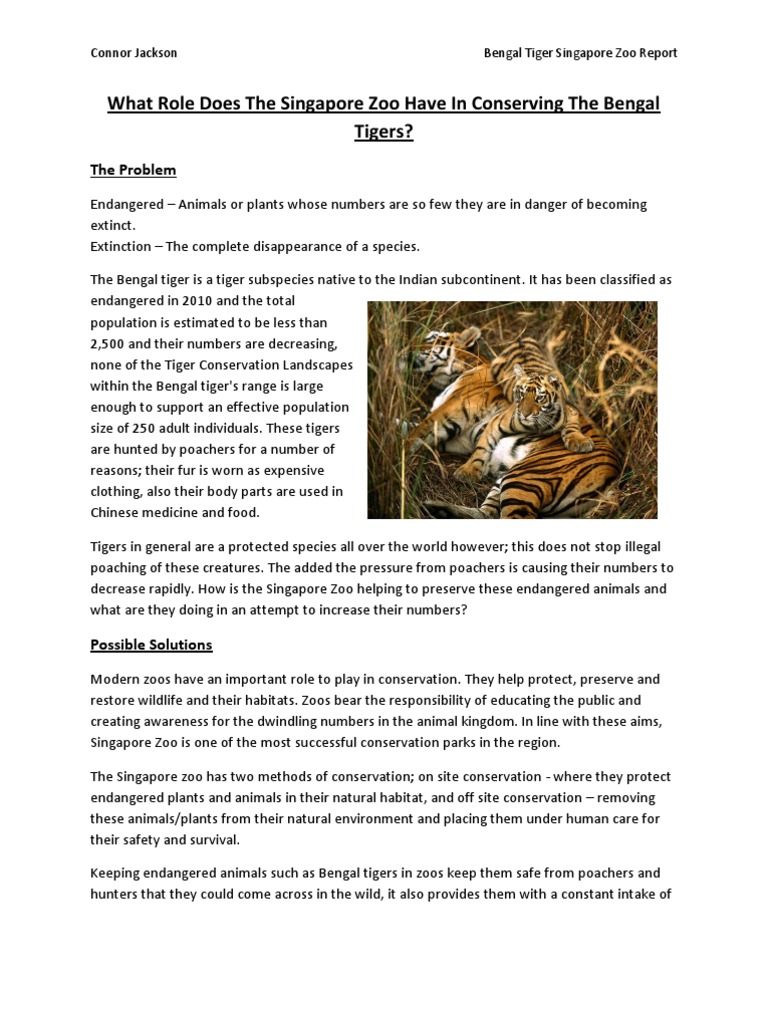 Bengal Tigers Project | PDF | Tiger | Endangered Species