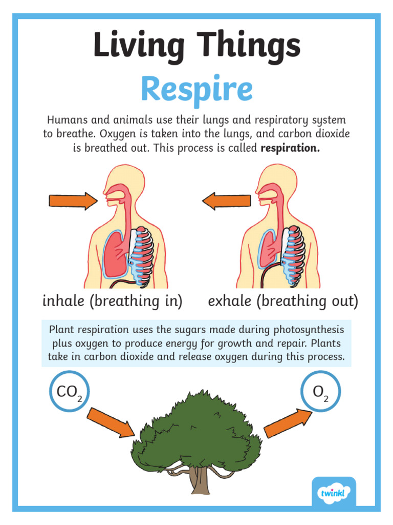 Characteristics of Living Things - Display Posters | PDF