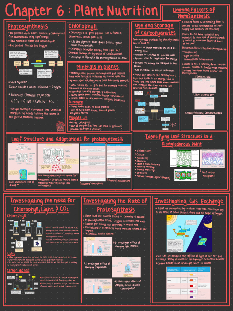 Chapter 6 - Plant Nutrition | PDF | Photosynthesis | Leaf