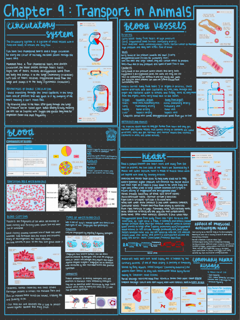 Chapter 9 - Transport in Animals | PDF | Atrium (Heart) | Heart