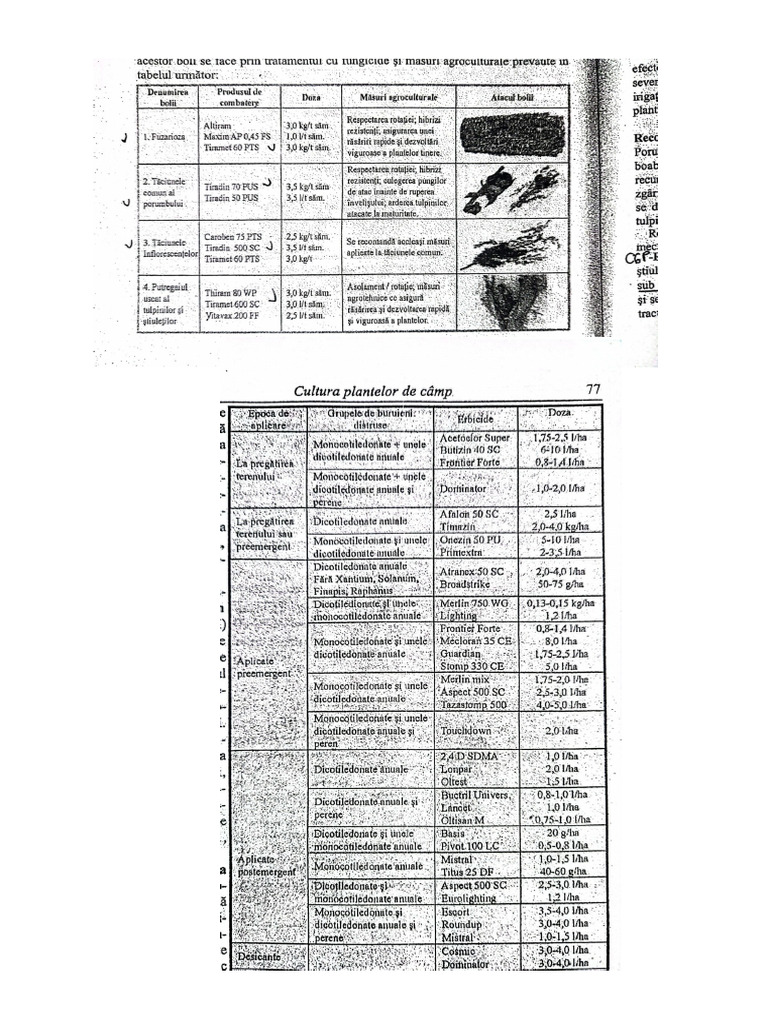 Boli Daunatori Porumb | PDF