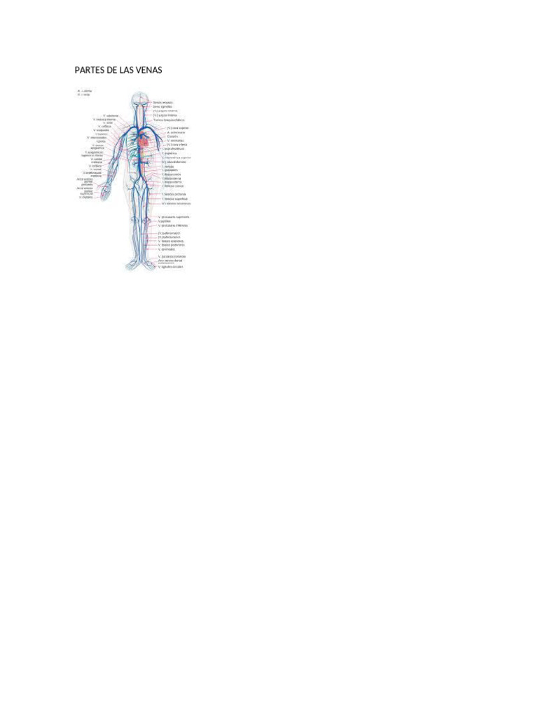 Partes de Las Venas | PDF