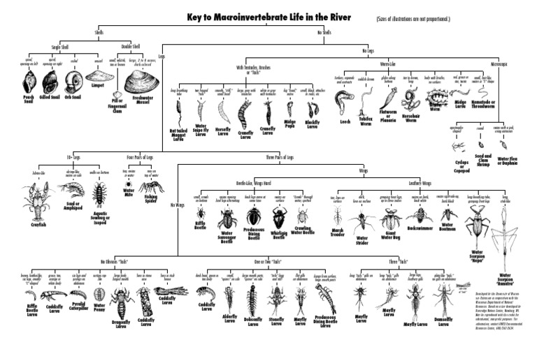 Macroinvertebrate Identification Guide | PDF | Gill | Beetle