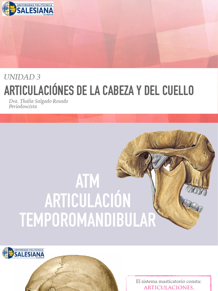 Articulación Temporomandibular y Músculos | PDF | Sistema ...