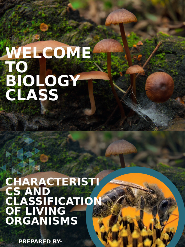 Animal Classification Science Posters | PDF | Taxonomy (Biology) | Leaf