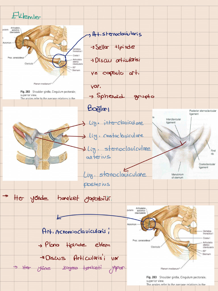 7 Ve 8 Eklemler Elif Akdağ | PDF