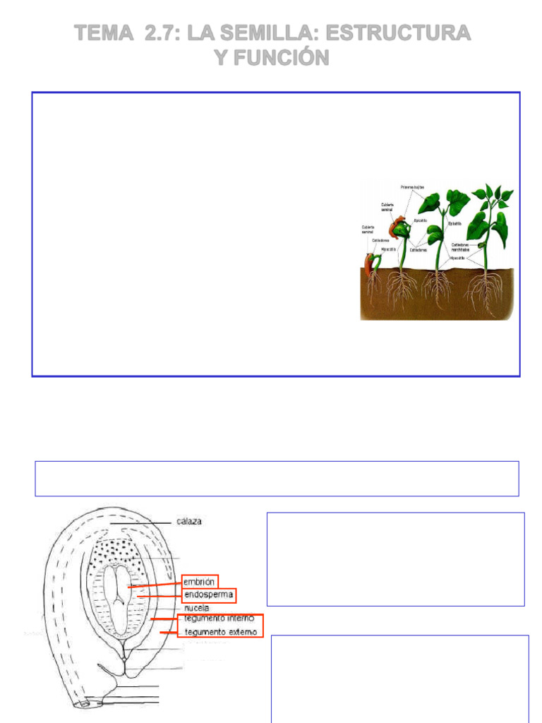 Estructura y Función de la Semilla | PDF | Germinación | Semilla