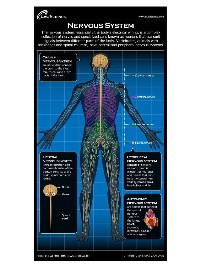 Nervous - Labels | PDF