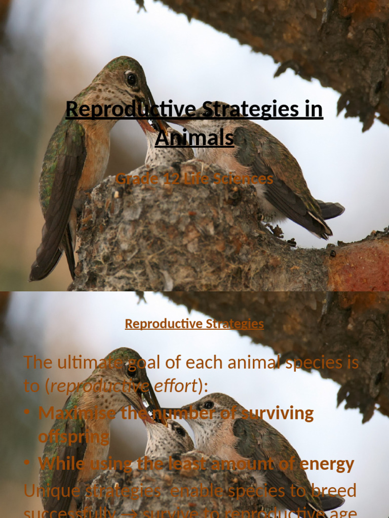 Reproductive Strategies in Animals | PDF | Egg | Fertilisation